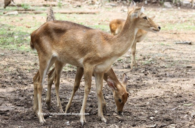My India Travel: Mysore Zoo - Sangai