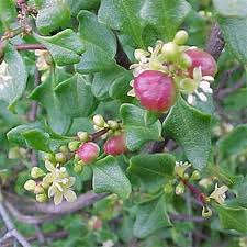 Plantas medicinales: Quilo / Mollaco / Voqui (Muehlenbeckia hastulata I ...
