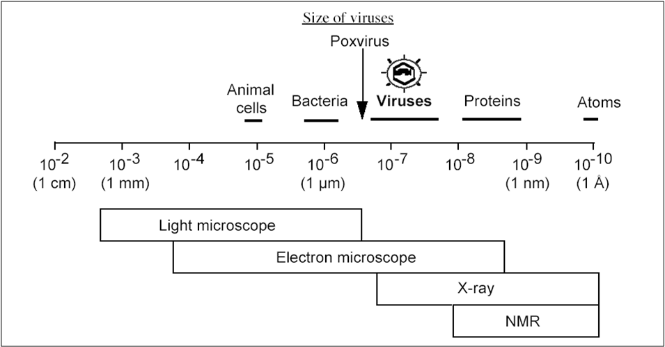 Virusai ~ Mikrobiologija - kas tai?