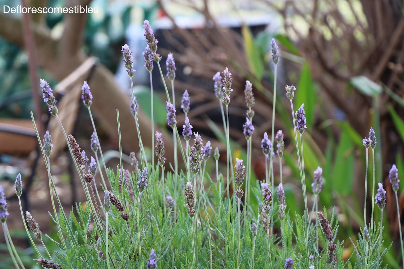 La Lavanda, aromática flor comestible. | De flores comestibles