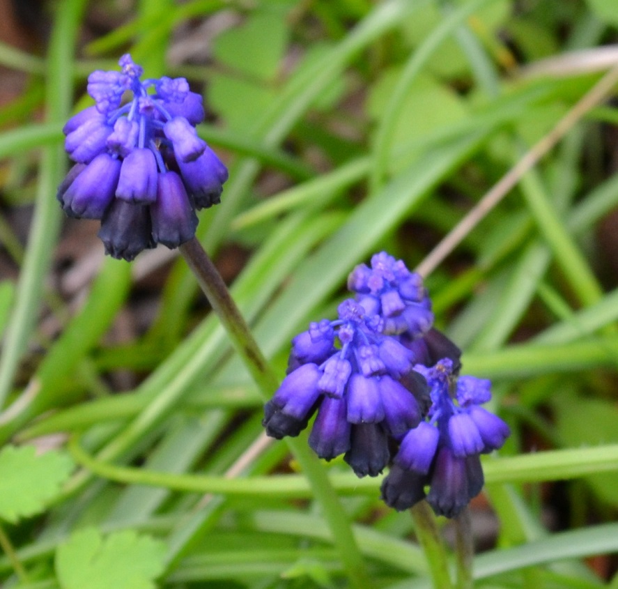 Η χλωρίδα μας: Muscari commutatum