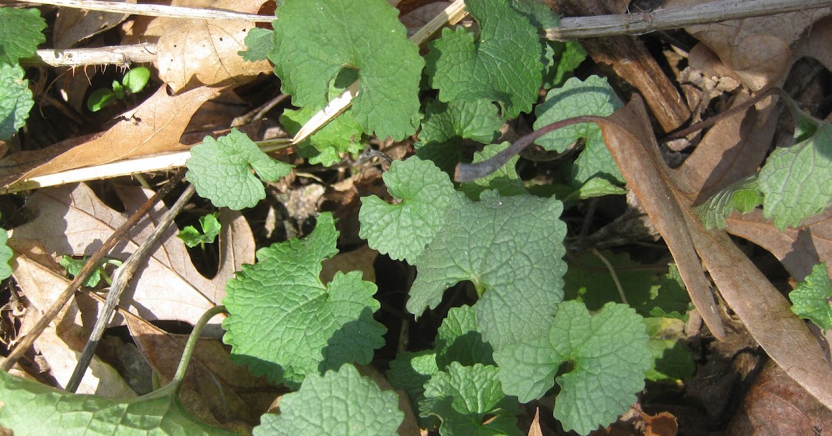 Living On Da Hedge: Wild Edible: Garlic Mustard