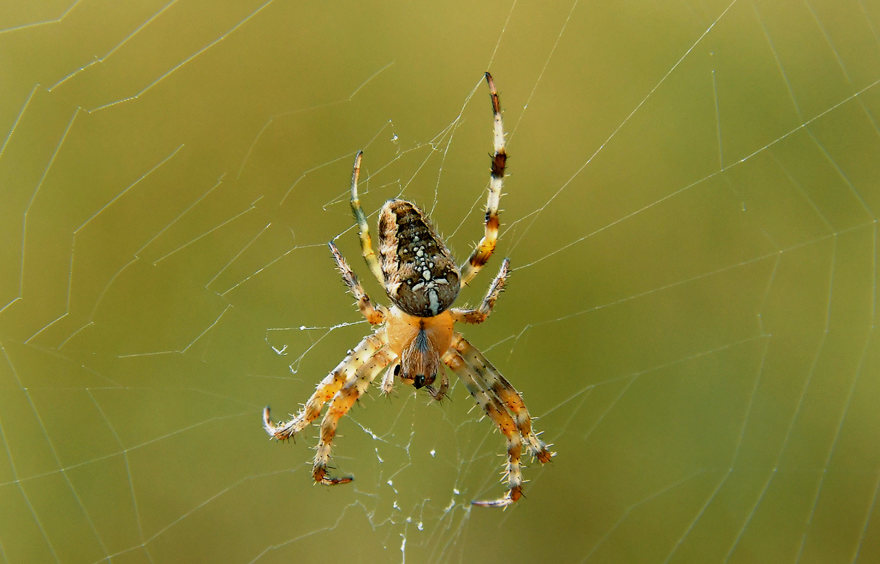 Jozef van der Heijden - Natuurfotografie: De Kruisspin (Araneus diadematus)