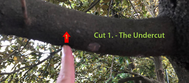 Fast Tree Removal Services Atlanta: How Trees Recover from Wounds and ...