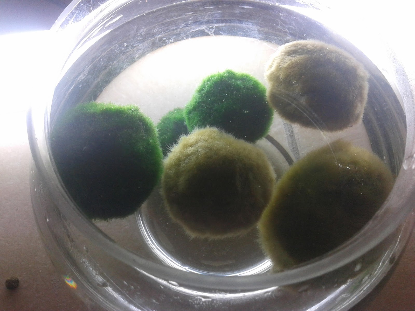 Marimo Care: Sick marimo