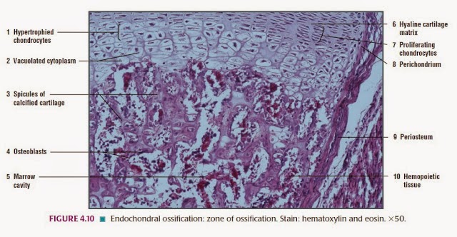 Gambar Histologi Tulang Dan Kartilago Pada Manusia Lengkap - Mata Fariz