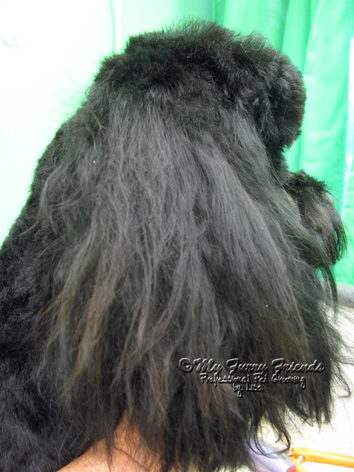 Pet Grooming: The Good, The Bad, & The Furry: What Would You Do? Matted ...