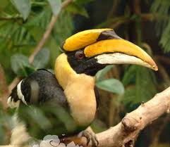 Nepali bird: BIRDS WATCHING IN NEPAL