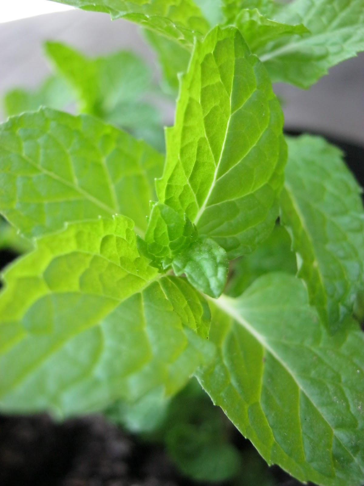 Eat Your Herbal and Herbs Fresh! - Enchanting Rivulet