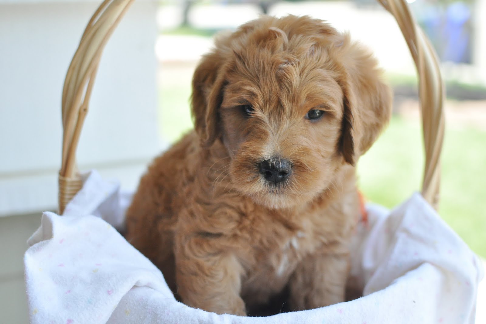 Faithful Doodles: 5 1/2 Week Old F1B Labradoodles! | Southern ...