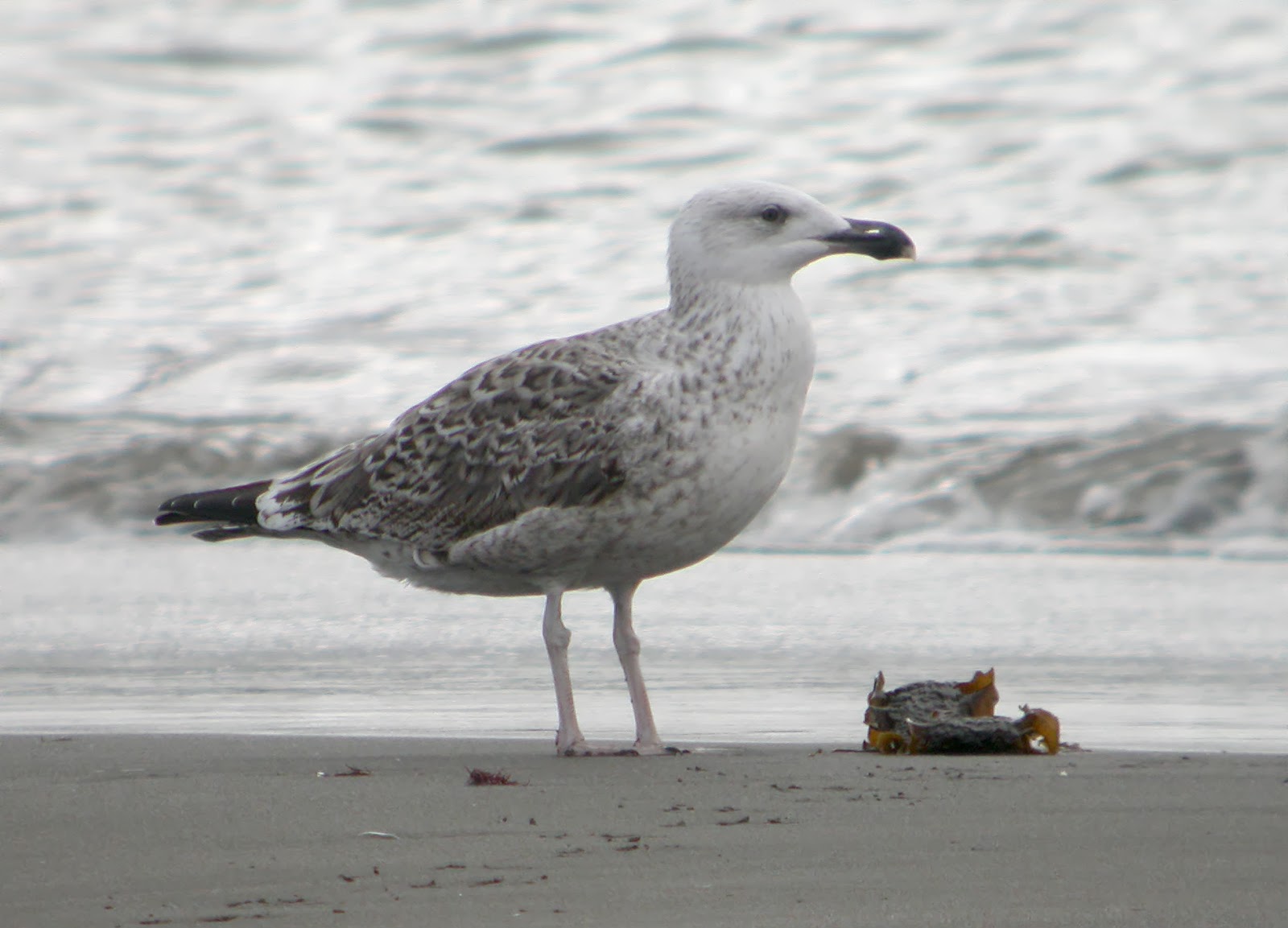 Aves y Fotografía de Naturaleza: Gavión Atlántico, Larus marinus, Great ...