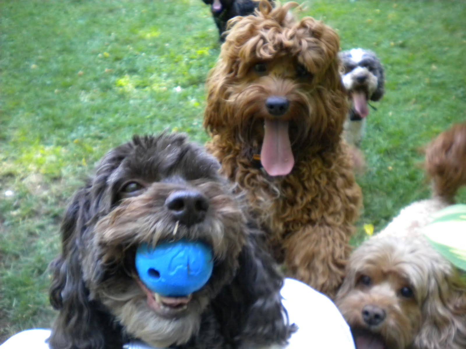 Erin's New England Cockapoos: Plaaaaaaay Ball!