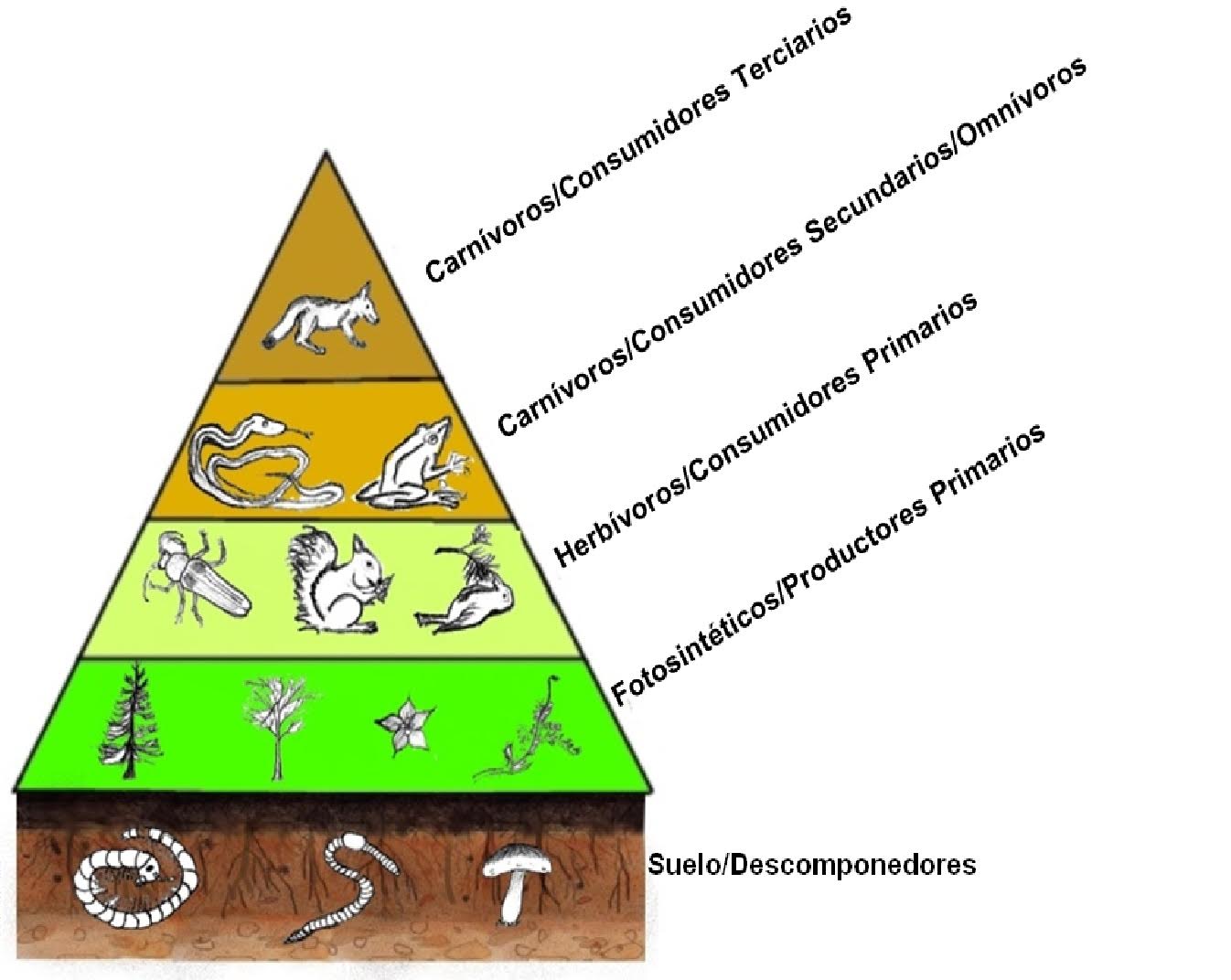 el moderno prometeo: Ecología: Conceptos Básicos