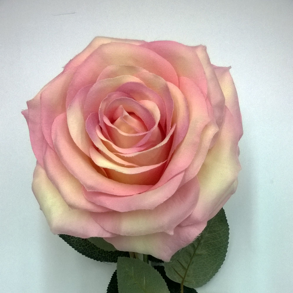 Rosa Abierta x1 (H01207) | Pruebas