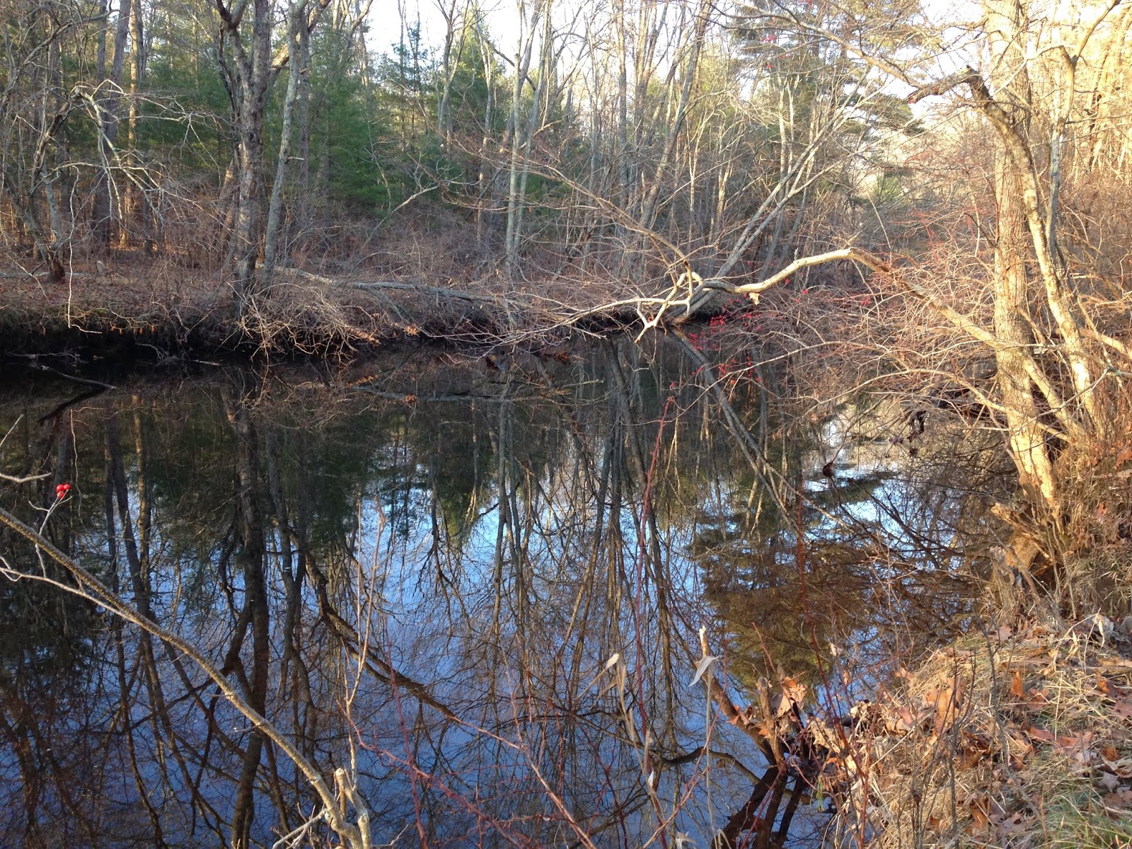 A Life Inspired by Nature: Hodge Podge