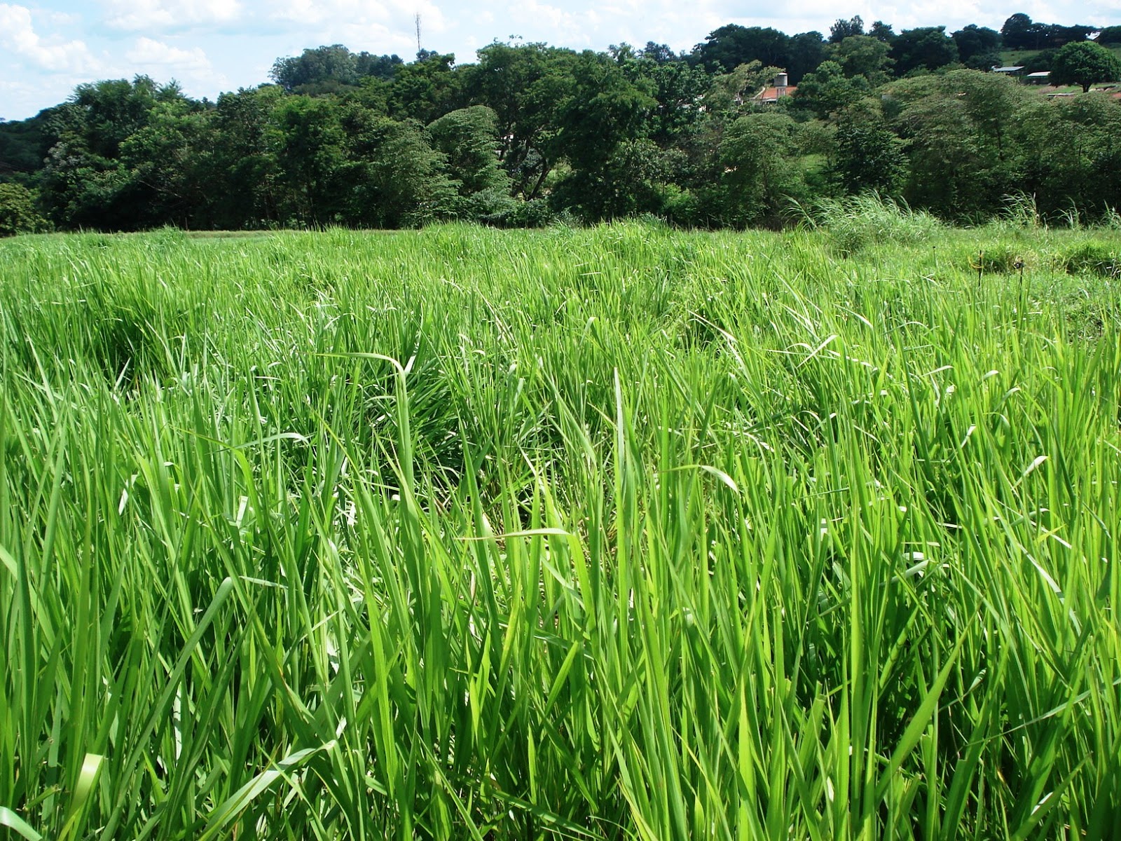 AgroBonômica: Série F o r r a g e i r a s - Gramíneas (Brachiarias)