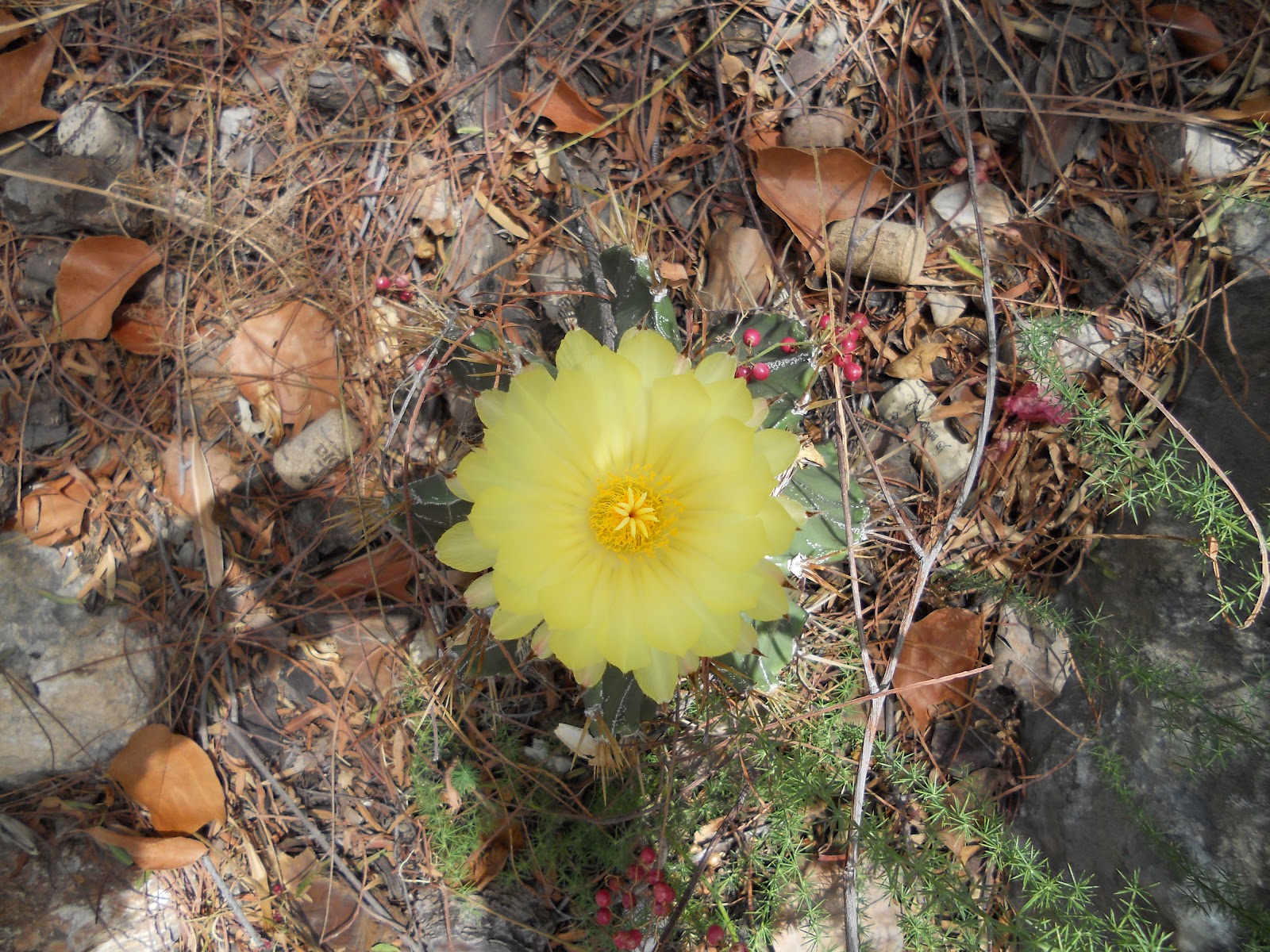 La luna de Ítaca: Cactus estrella, Astrophytum ornatum