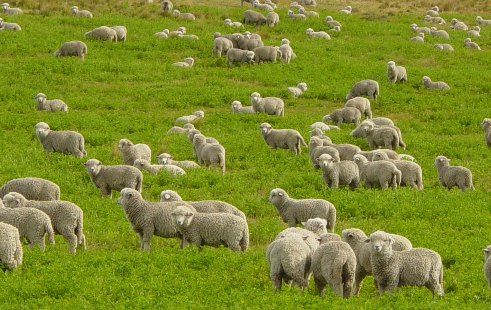 LiturgyTools.net: Pictures for the 16th Sunday of Ordinary Time, Year B