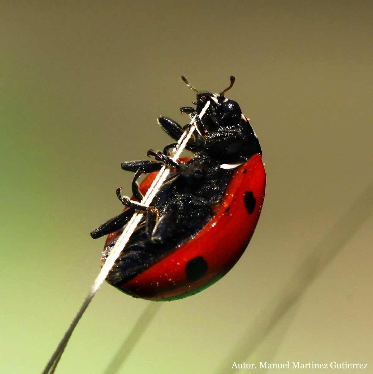 Loporzano 15 Lugares: COCCINELLIDAE