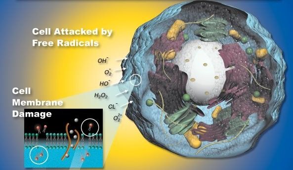 Science Doing: Free Radicals: Cause And Concern