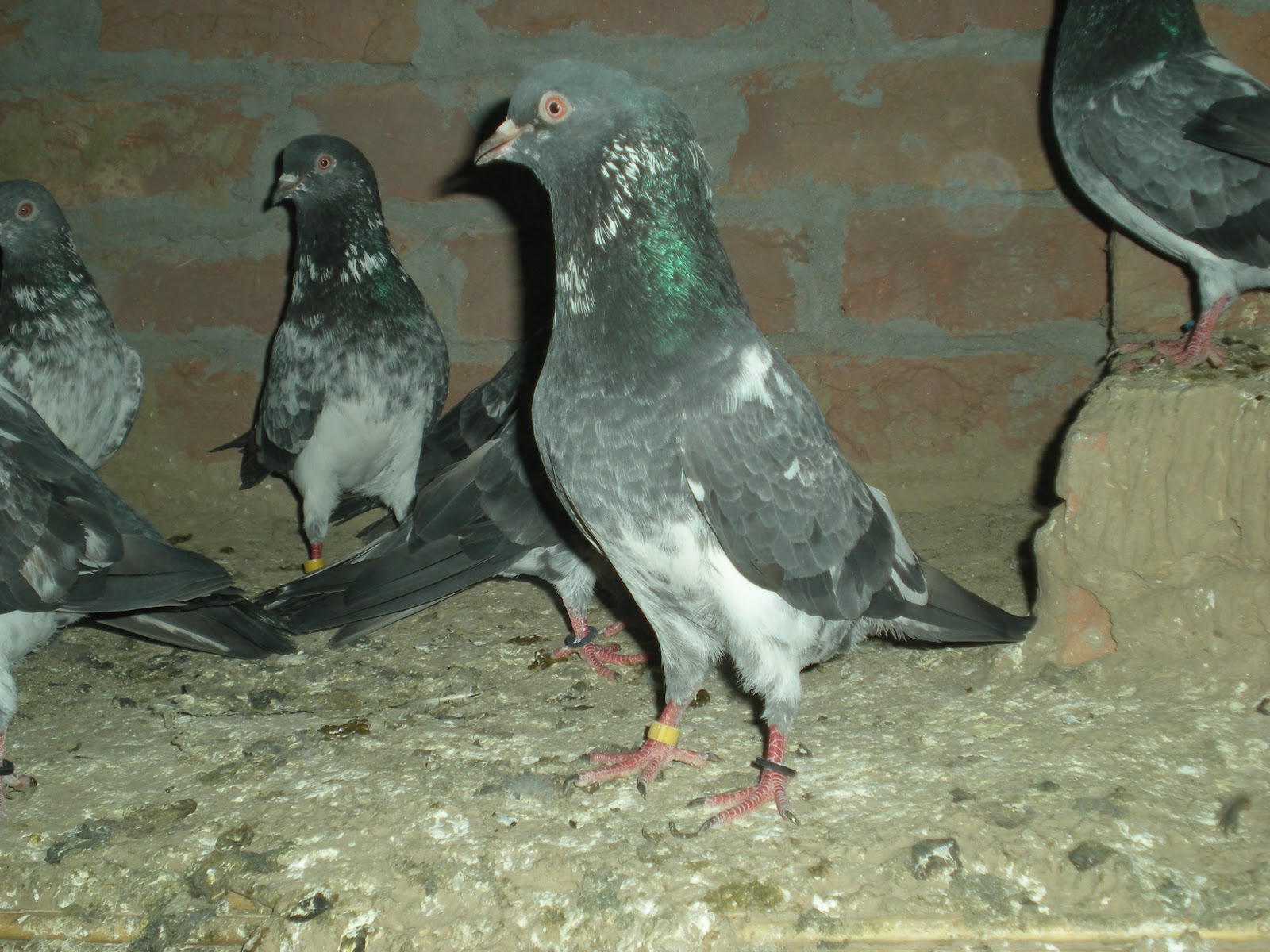 Pakistani Tipplers (Kabootar Baaz) | UK & USA Pigeons | Fancy Pigeons ...