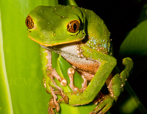 The Herpetology of Trinidad and Tobago: Leaf-nesting Frog, Phyllomedusa ...