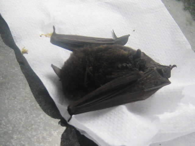 Singapore Wild Animals: Bats