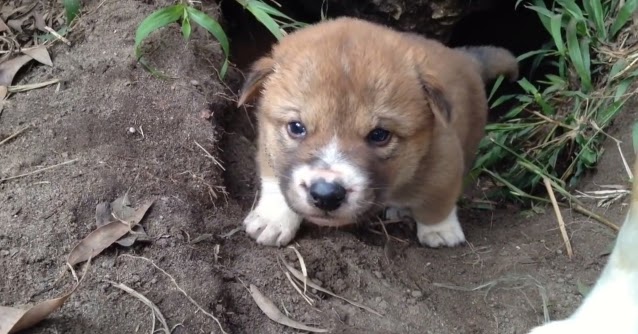 White Wolf : Fluffy little dingo puppies to teach Australia about ...