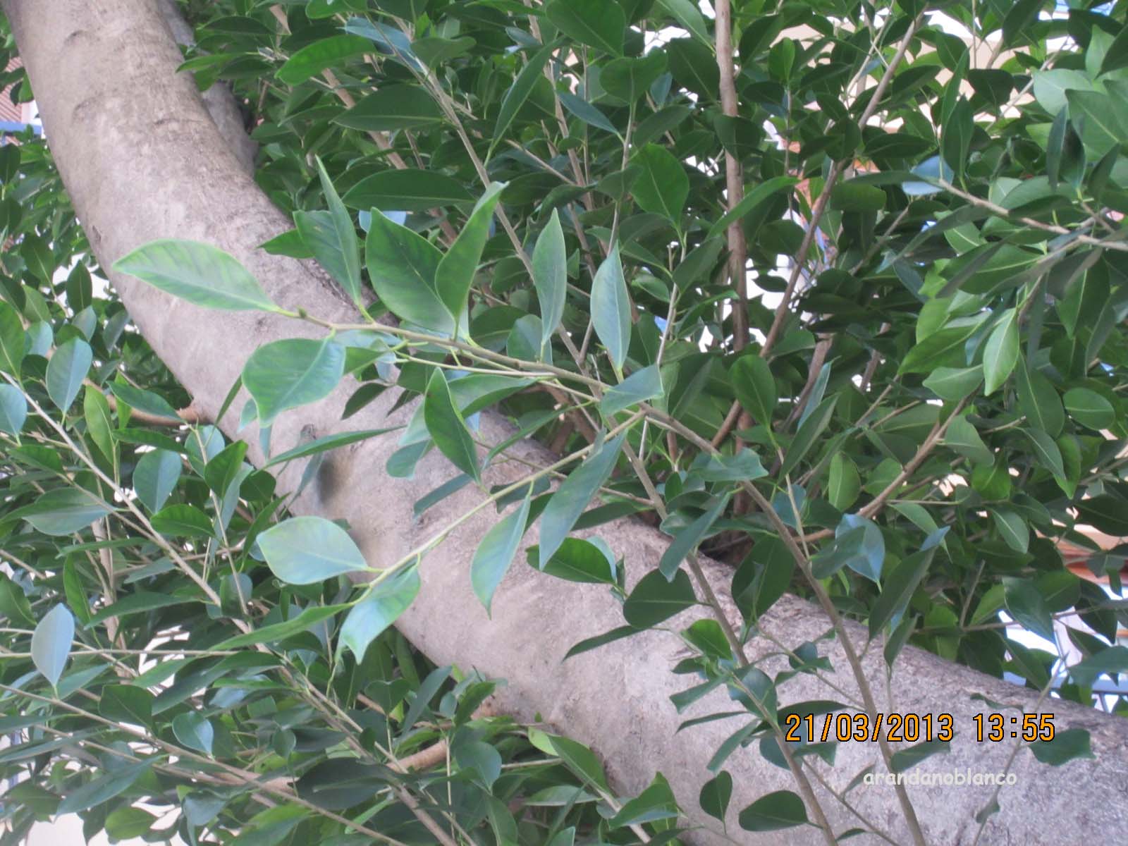 elarbolmiamigo-encinarosa: Laurel de Indias- Ficus retusa, Ficus ...