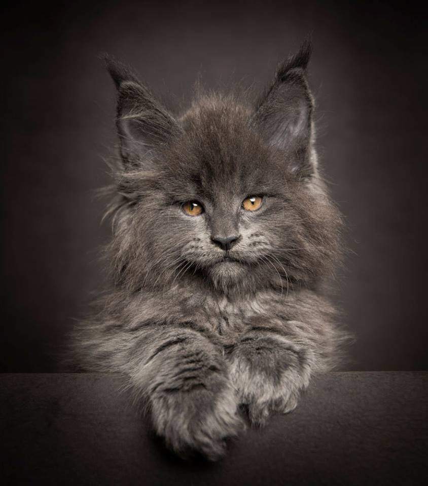 La gatósfera: Los gatos maine coon