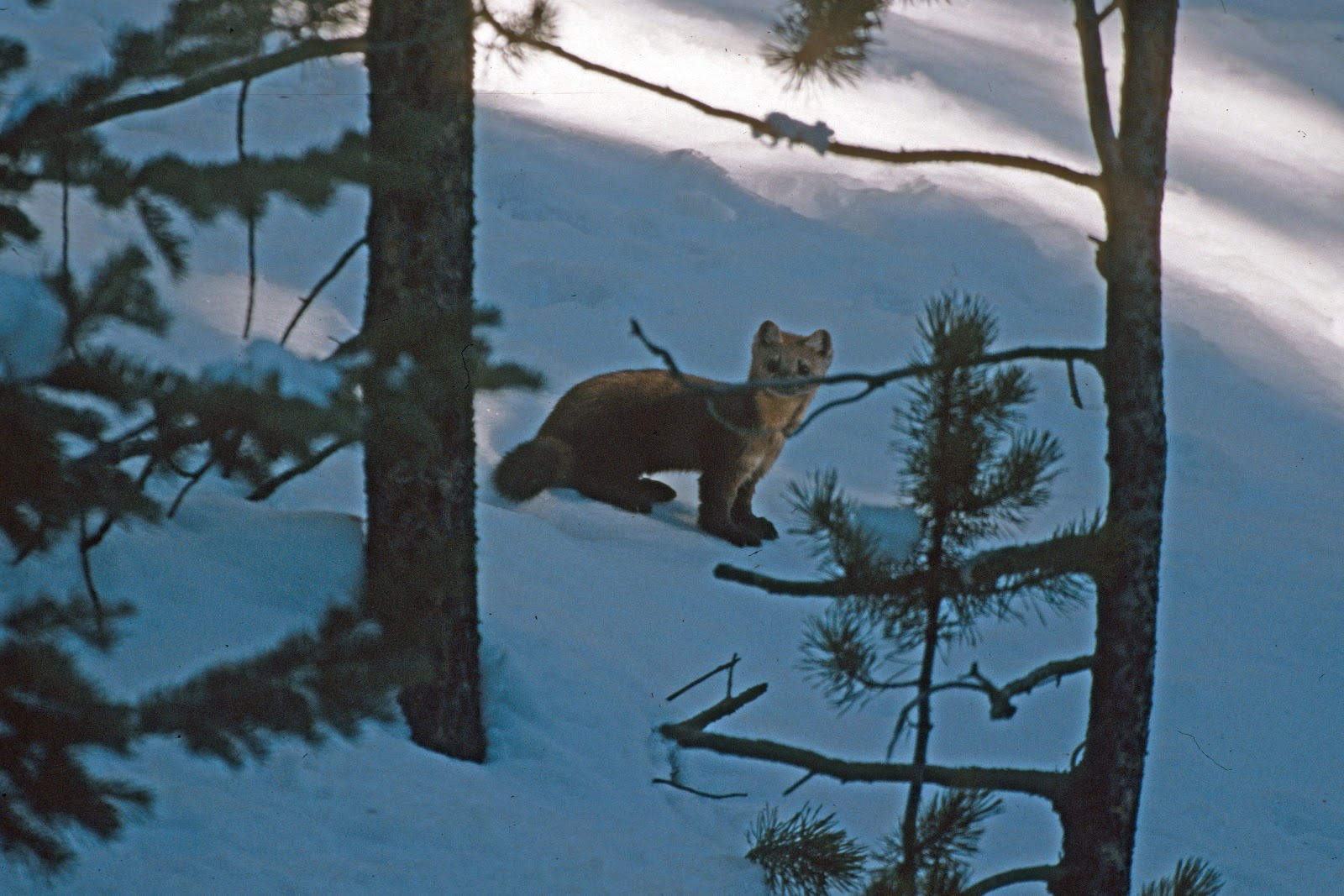 The Azure Gate: American Marten