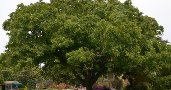 HOW TO GROW THE WALNUT TREE |The Garden of Eaden