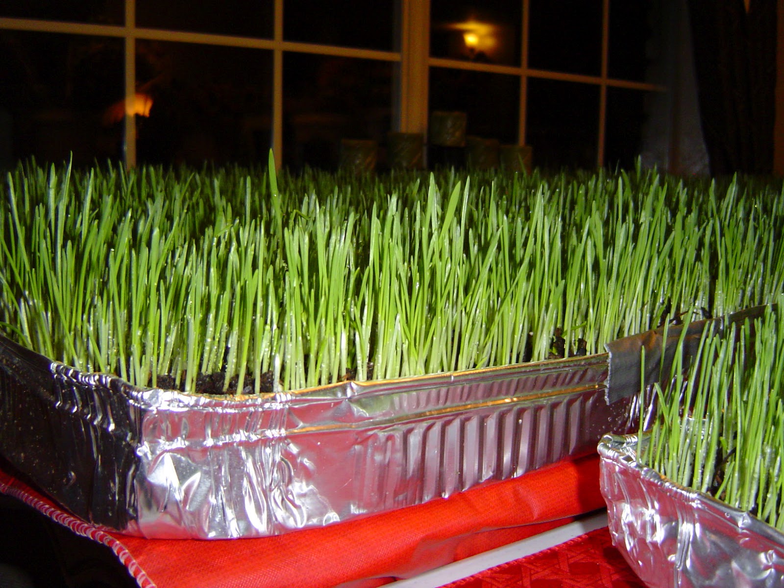 Intimate Wedding Showcase: DIY Wheatgrass Centerpieces