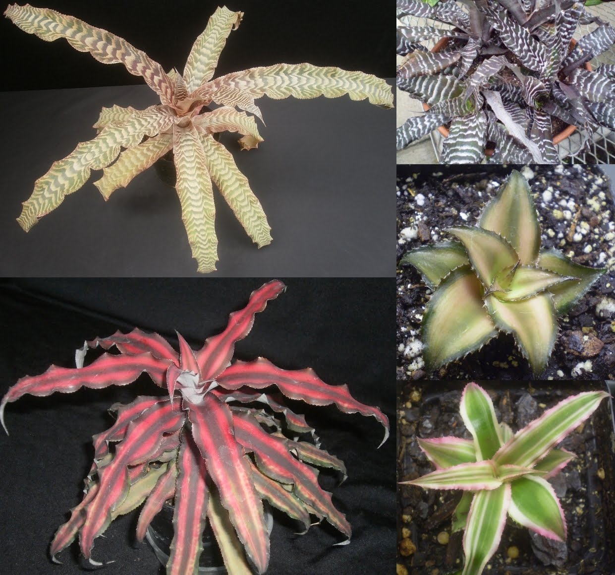 Plants are the Strangest People: Rumble Among the Jungle, Matches 3.1 ...