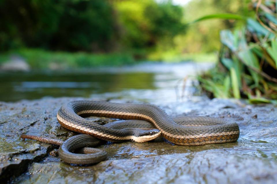 Herpedex: All the Herps I Have Seen In The Wild: Queen Snakes of ...