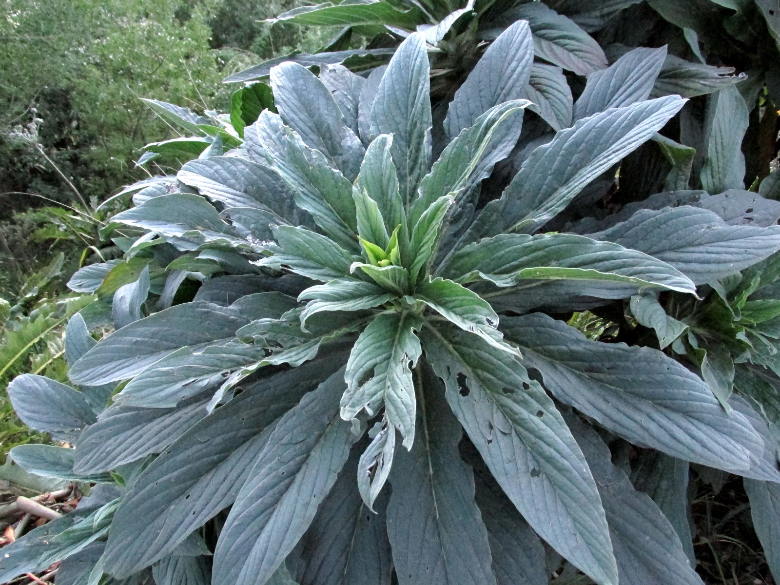 Echium callithyrsum x simplex