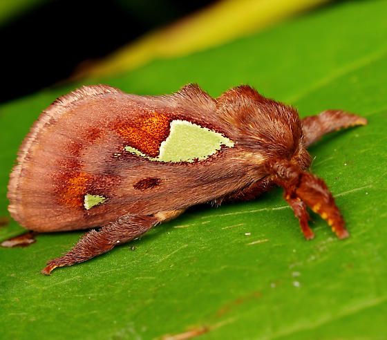 Spiny Oak Slug, Euclea delphinii, is the Saddleback caterpillar of a ...