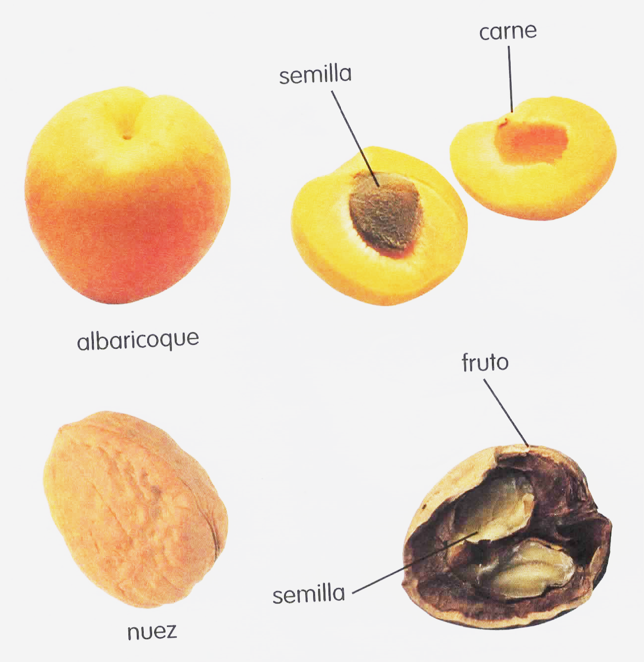 El blog de Nito y Sito: UNIDAD 6 DE CONO: LAS PLANTAS