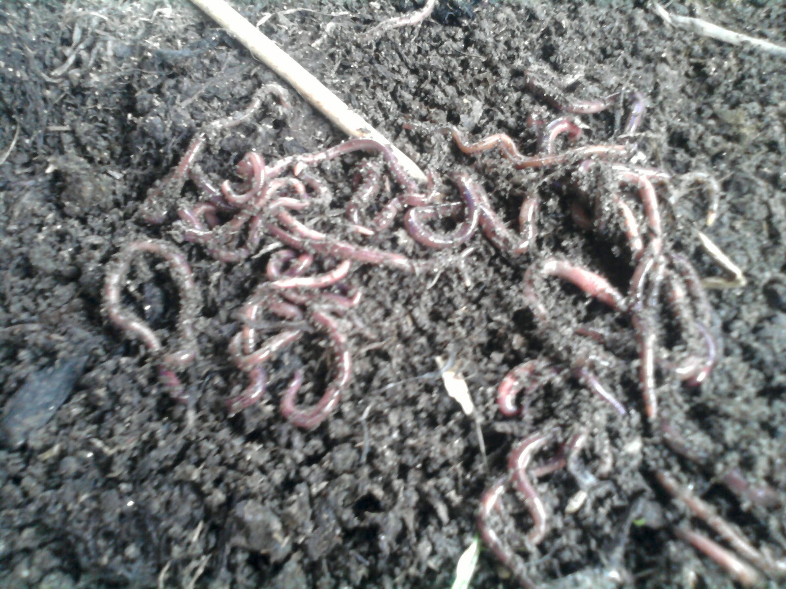Vermicompost The best organic fertilizer: vermicompost ... rich manure ...