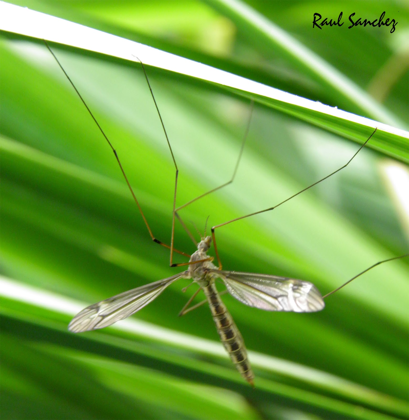 Naturaleza Viva : Mosquito Comun ( o zancudo )