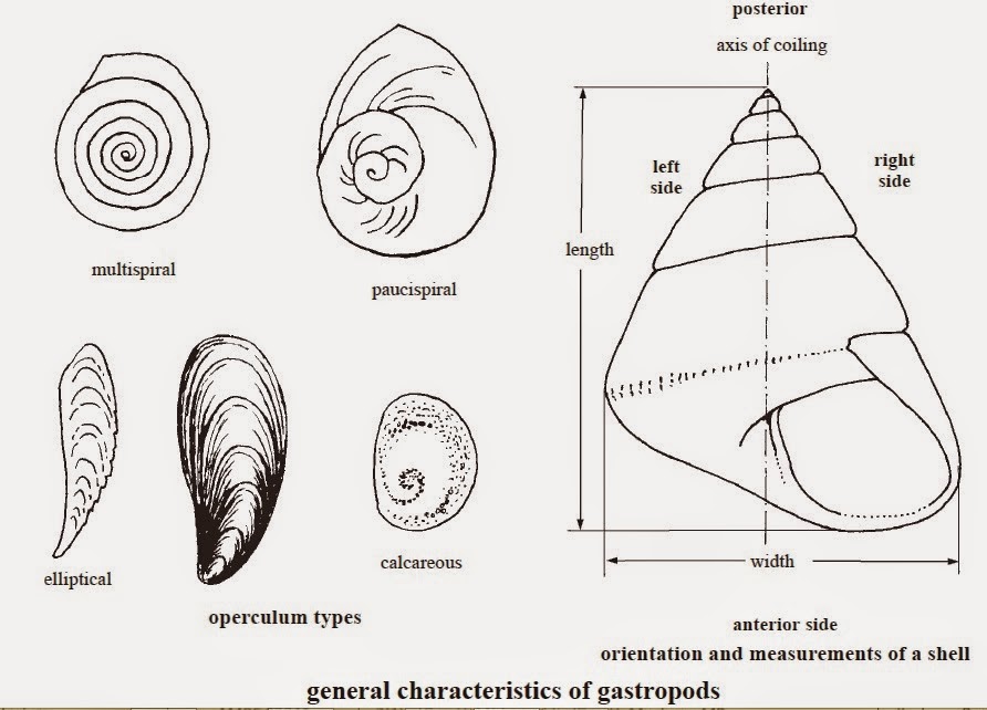 Ok deh, sip :D: Morfologi Gastropoda