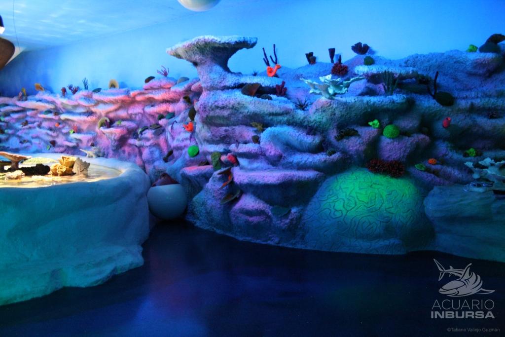 Visitar el Acuario Inbursa en CDMX