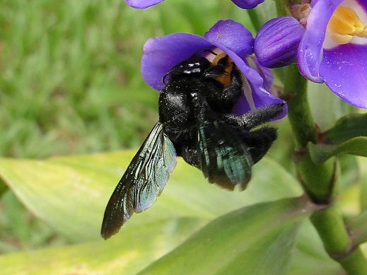 Sarzedo Ecologia: Mamangava