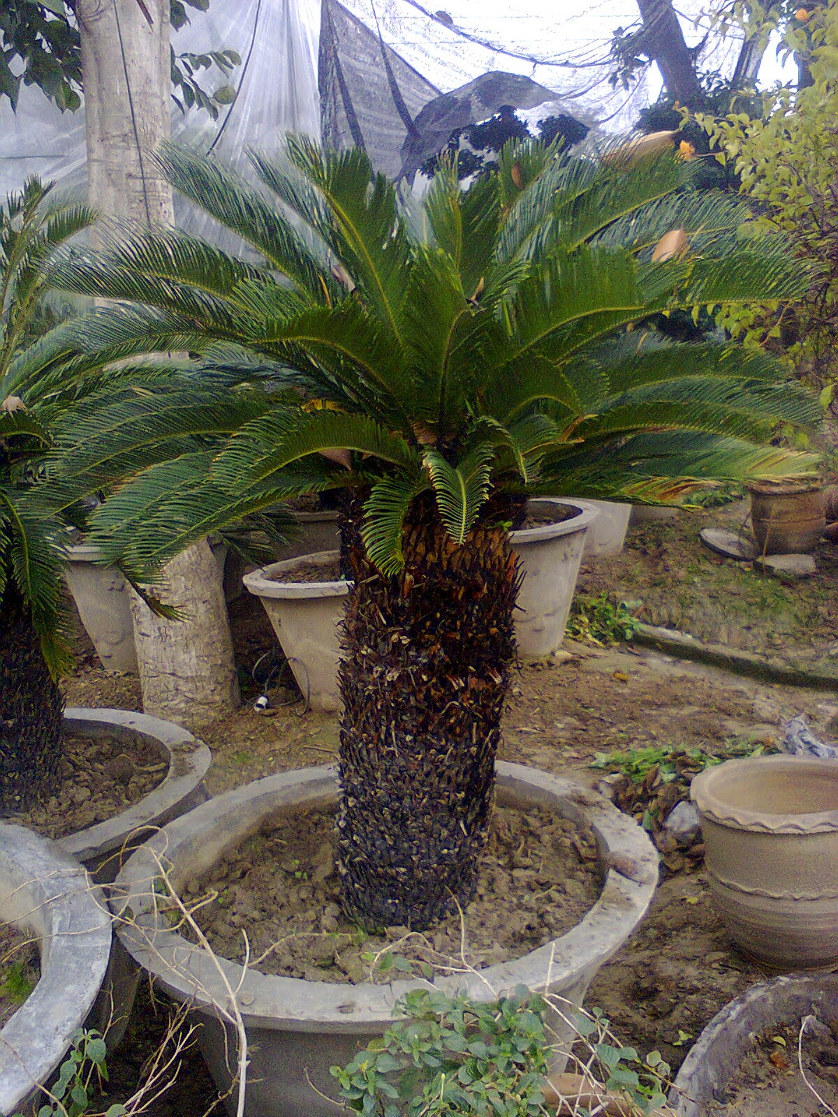 Plant Nursery: kangi palm