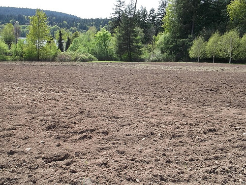 flax to linen victoria bc: Growing flax