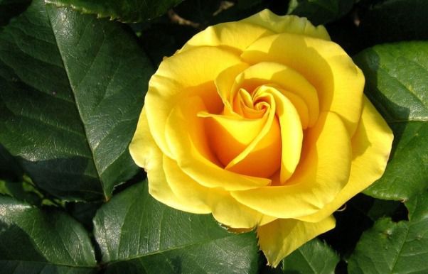 83+ Gambar Bunga Mawar Polos