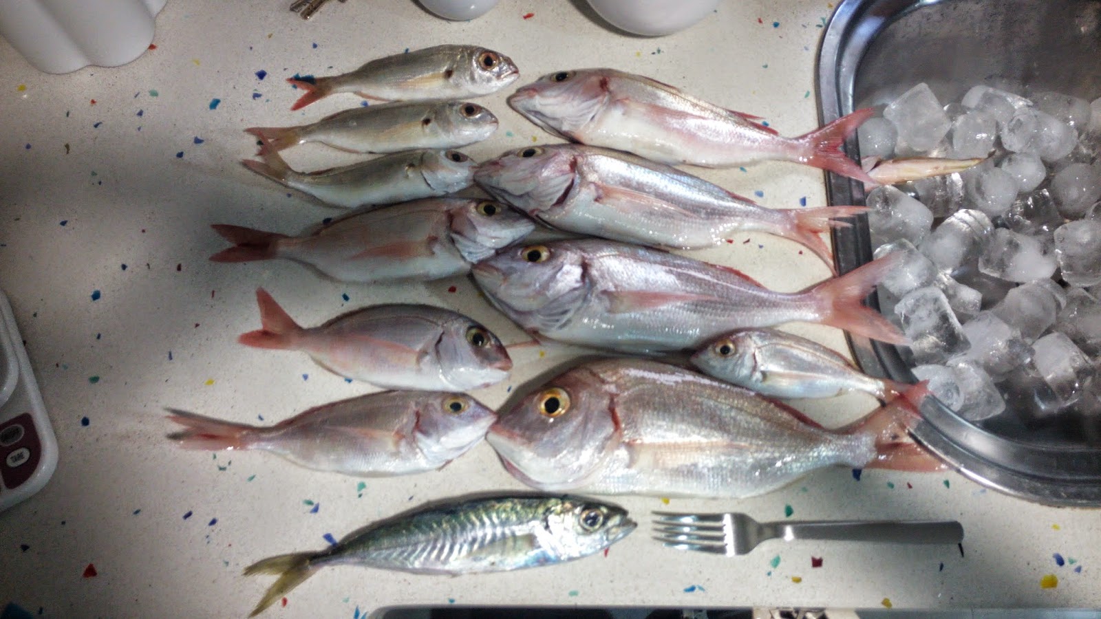 NEKORA EN KAYAK: SALIDA DE PESCA EN KAYAK - CHAMBEL PESCA DE BRECAS ...