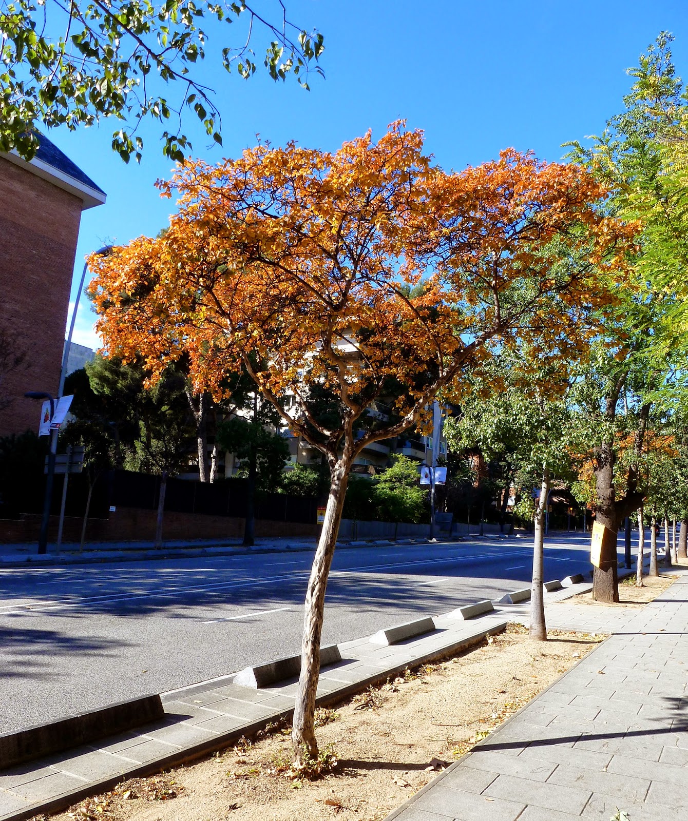 Árboles con alma: Arbol de Júpiter. (Lagerstroemia índica)