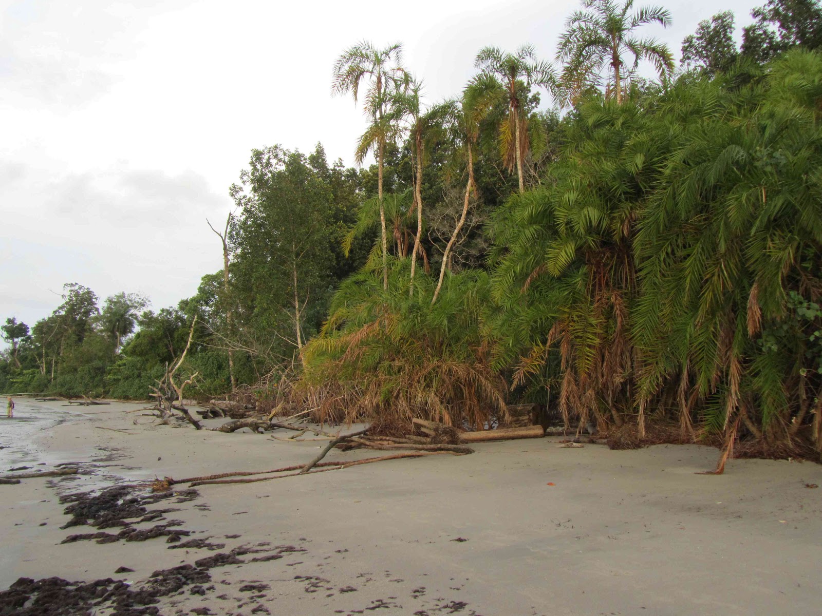 Adventures with Snails in Panamá: Gabon – Just Like Panama, But With Hippos
