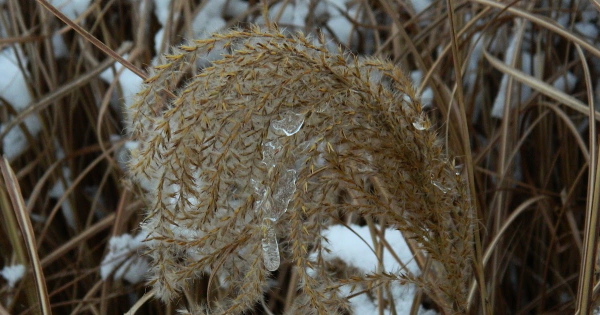 LA MULTI ANI, ROMANIA!: Spice inghetate